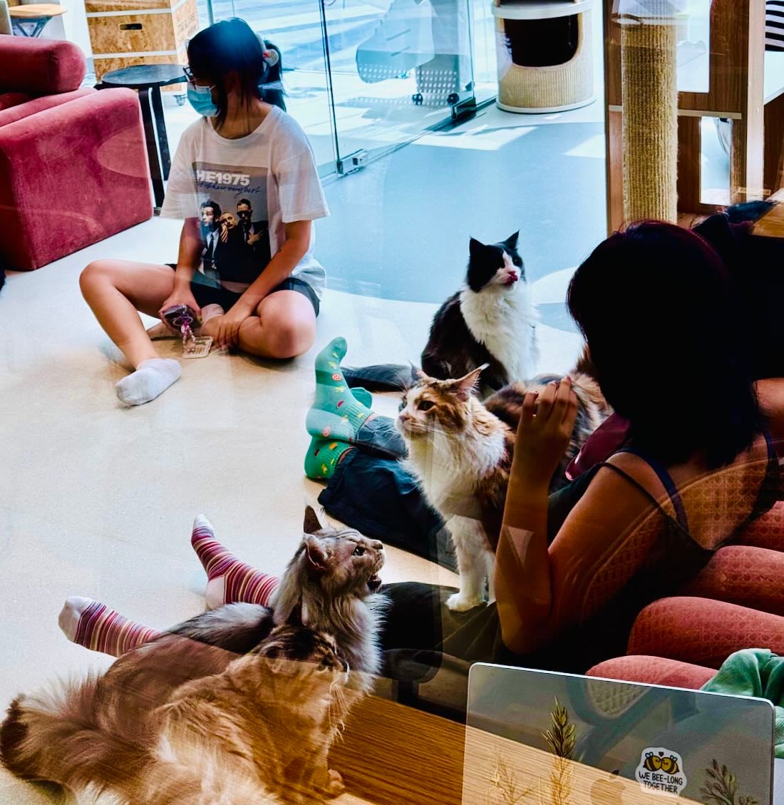 The Caffeine Experience Star Vista Cafe & The Cat Experience (TCE ...