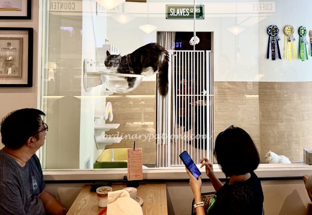 The Caffeine Experience Star Vista Cafe & The Cat Experience (TCE ...