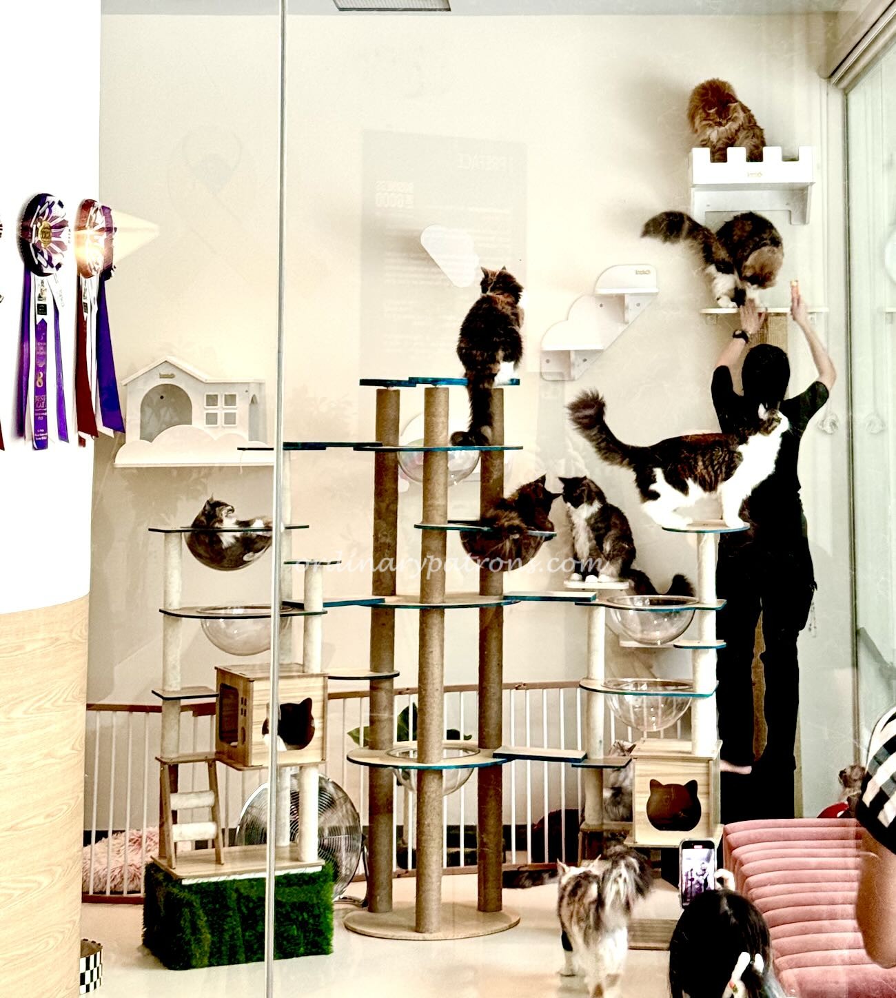 The Caffeine Experience Star Vista Cafe & The Cat Experience (TCE ...